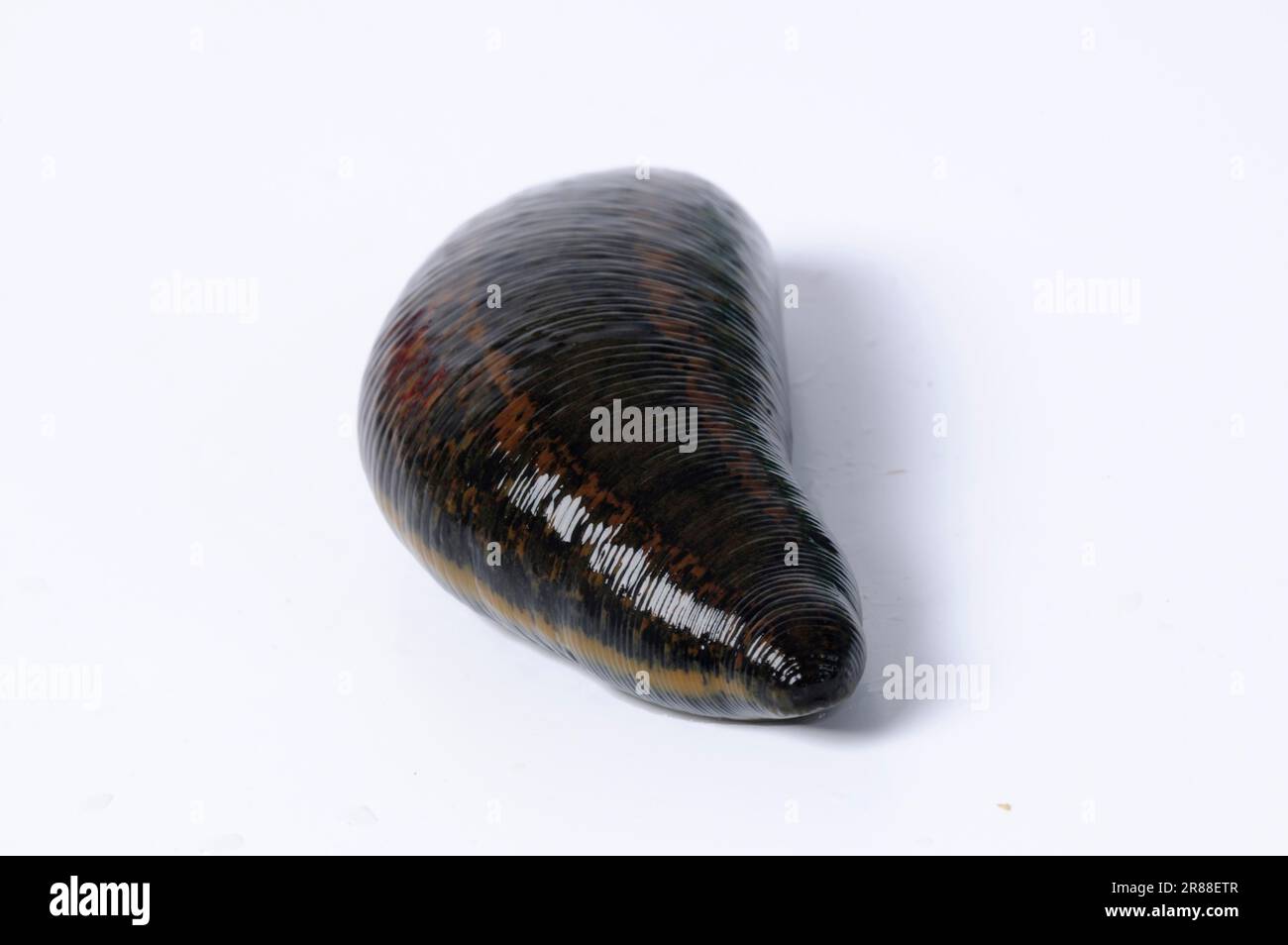 Medicinal leech (Hirudo medicinalis), annelid, annelid worm Stock Photo ...