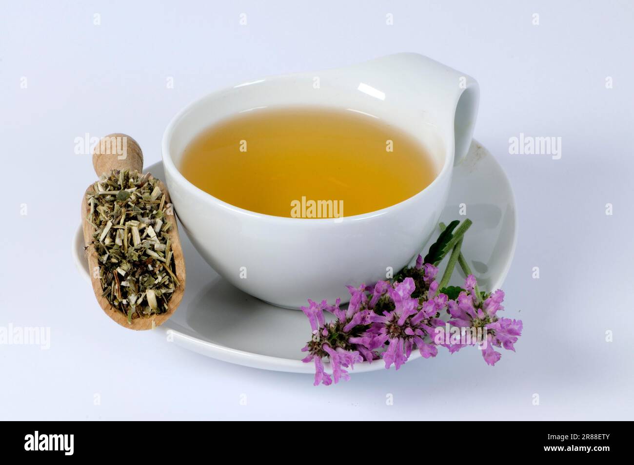 Cup of medicinal zest tea (Stachys officinalis) Medicinal zest tea ...