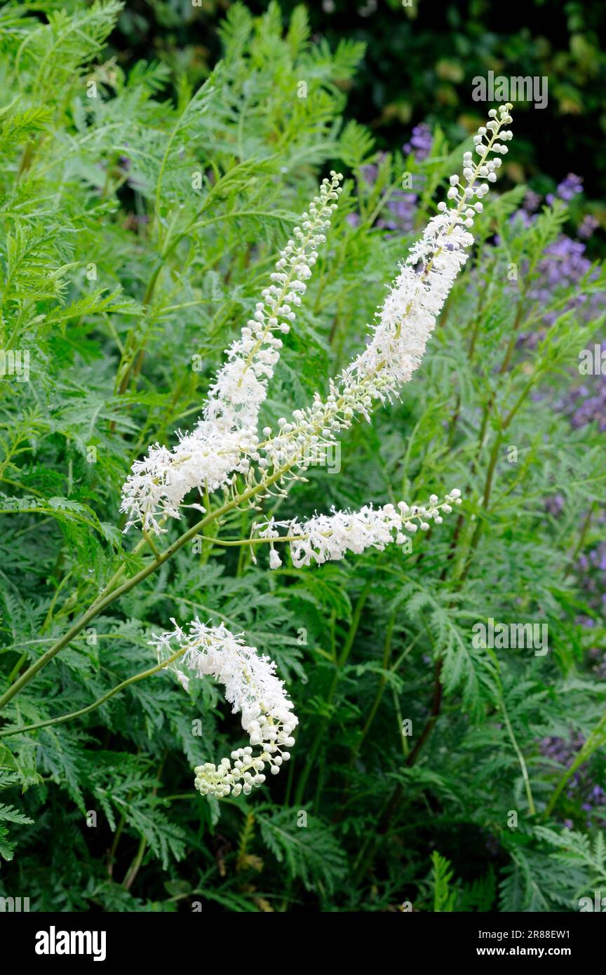 Black cohosh (Cimifuga racemosa), July cohosh Stock Photo - Alamy