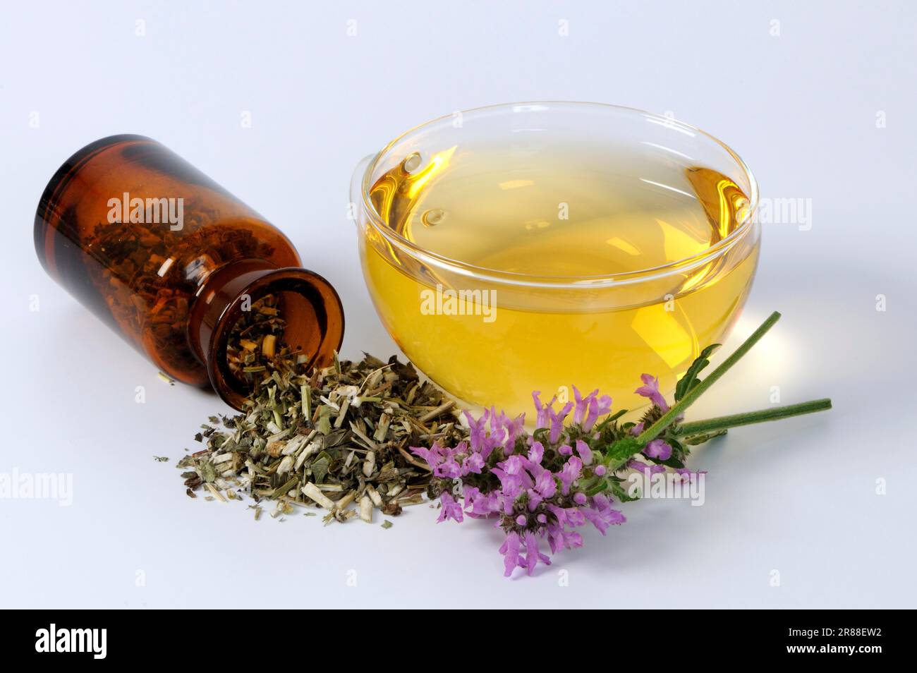 Cup of medicinal zest tea (Stachys officinalis) Medicinal zest tea ...