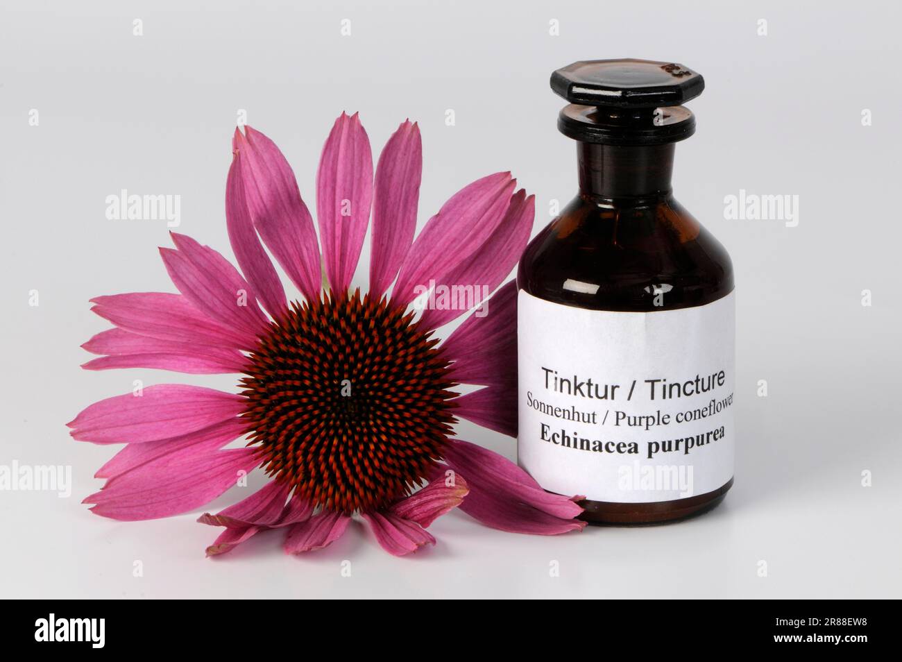 Purple Cone flower tincture (Echinacea purpurea), coneflower tincture ...
