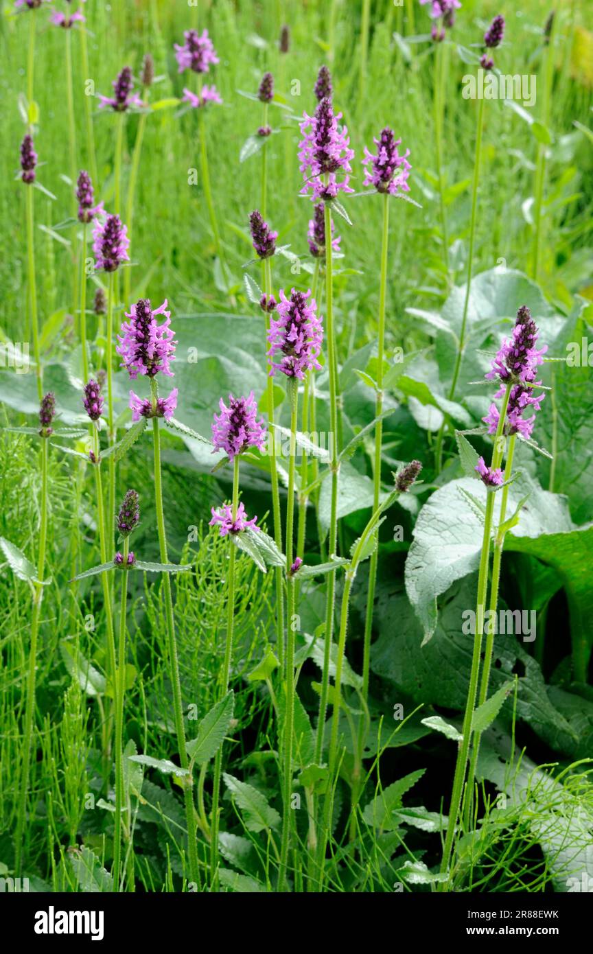 Wood betony (Stachys officinalis) Bishop's root Stock Photo - Alamy