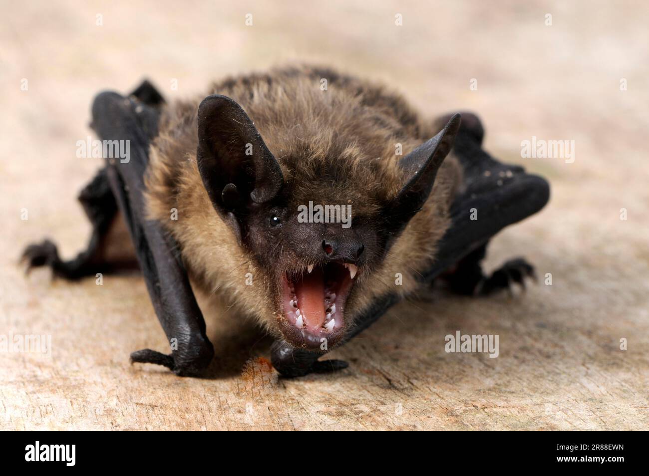 Eptesicus serotinus hi-res stock photography and images - Alamy