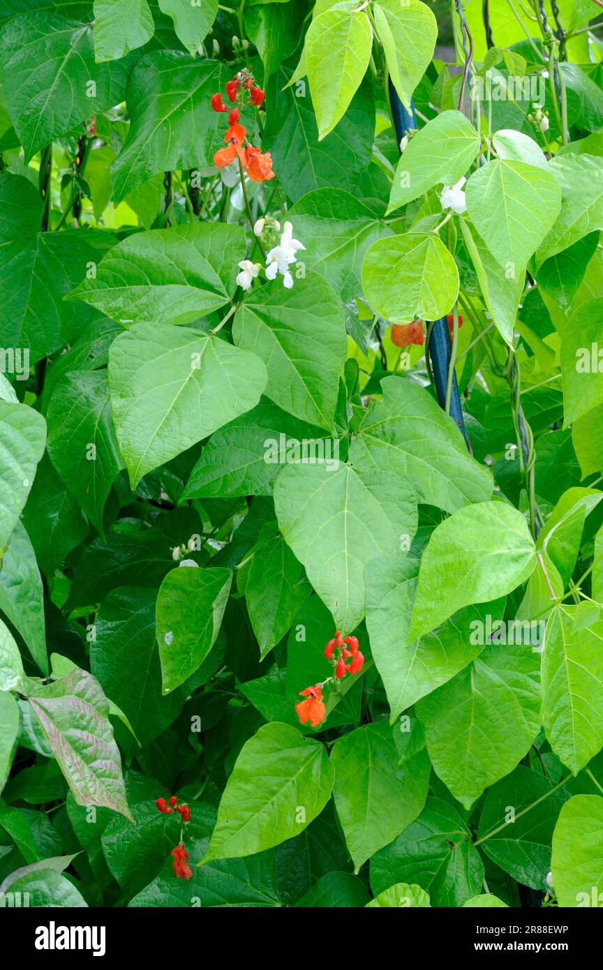 Runner bean (Phaseolus coccineus), Scarlet runner bean Stock Photo - Alamy