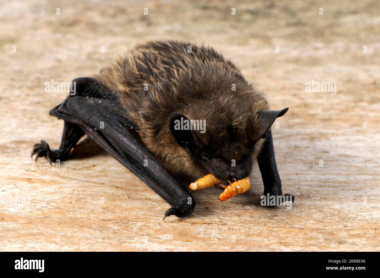 Serotine bat (Eptesicus serotinus) eats mealworm, broad-winged bat ...