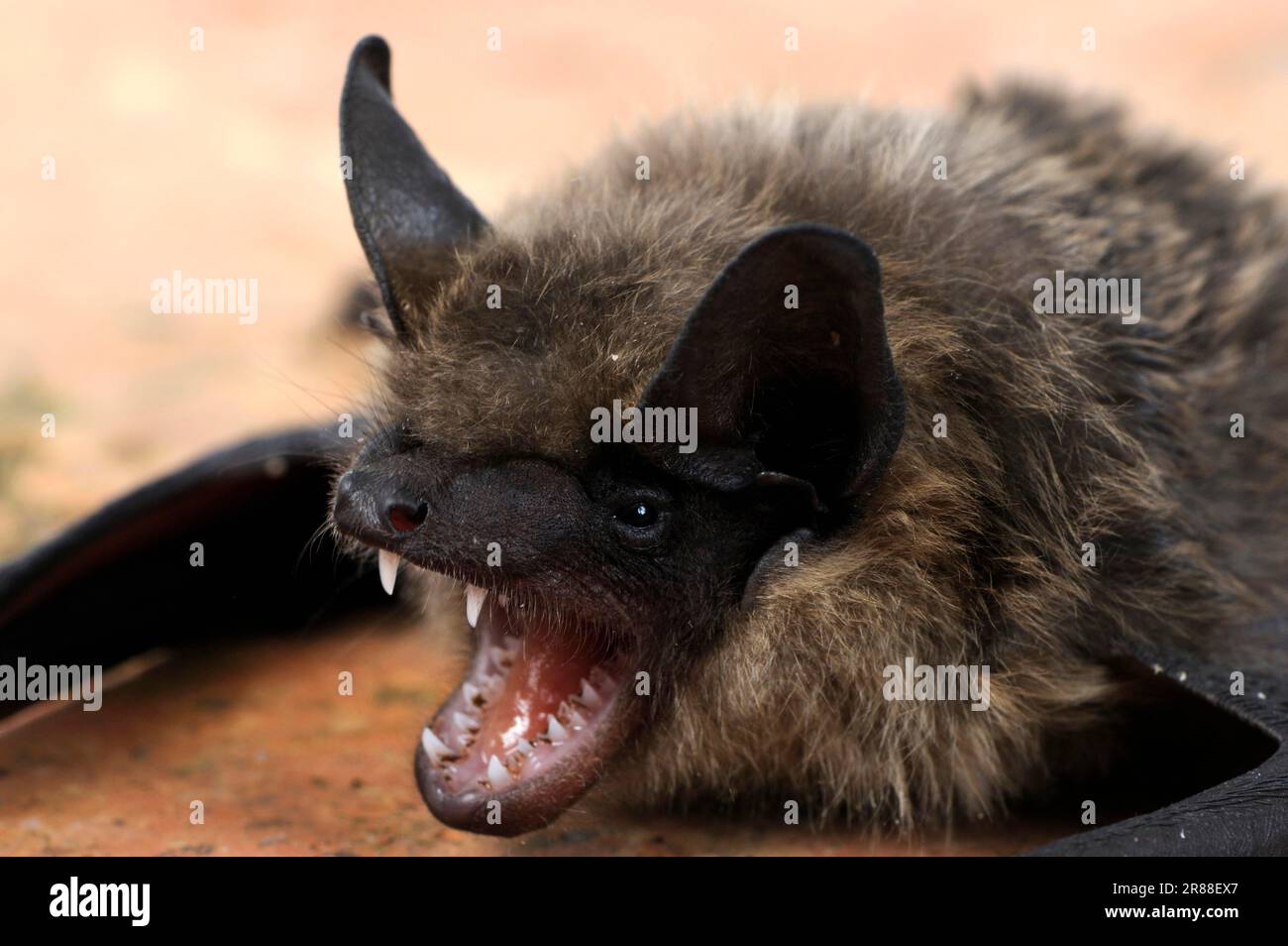 Eptesicus serotinus hi-res stock photography and images - Alamy