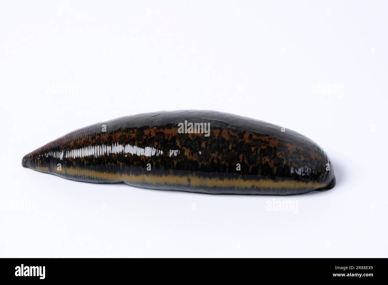 Hirudo Medicinalis Anatomy