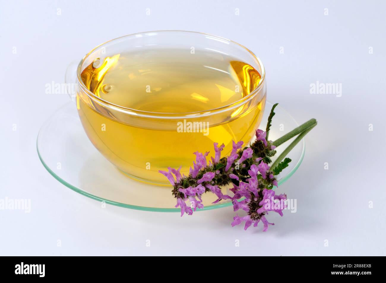 Cup of medicinal zest tea (Stachys officinalis) Medicinal zest tea ...