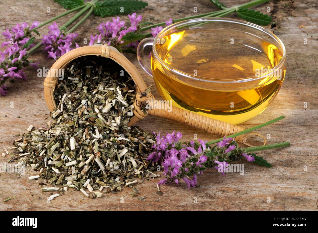 Cup of medicinal zest tea (Stachys officinalis) Medicinal zest tea ...