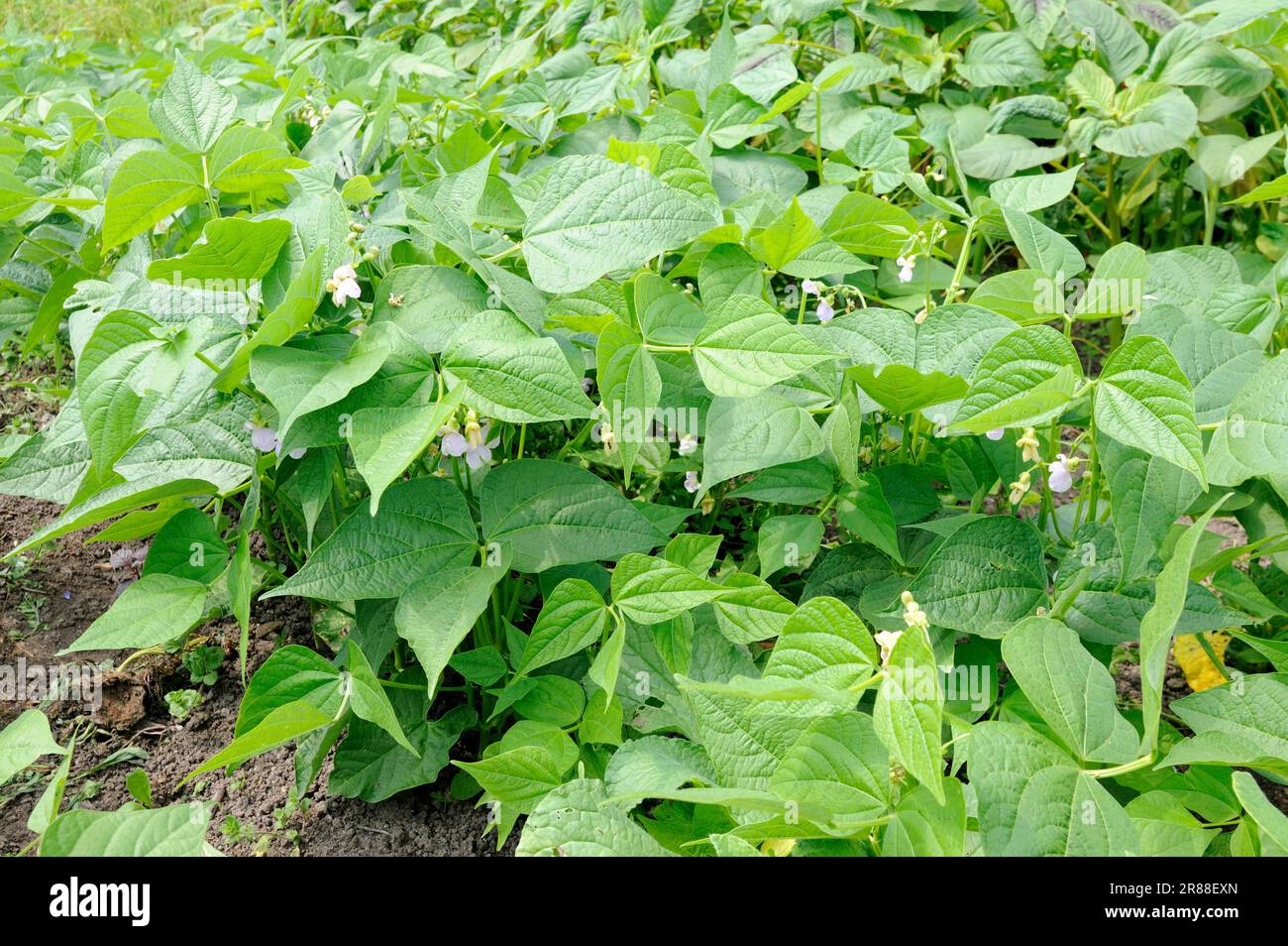 Phaseolus vulgaris plant hi-res stock photography and images - Alamy