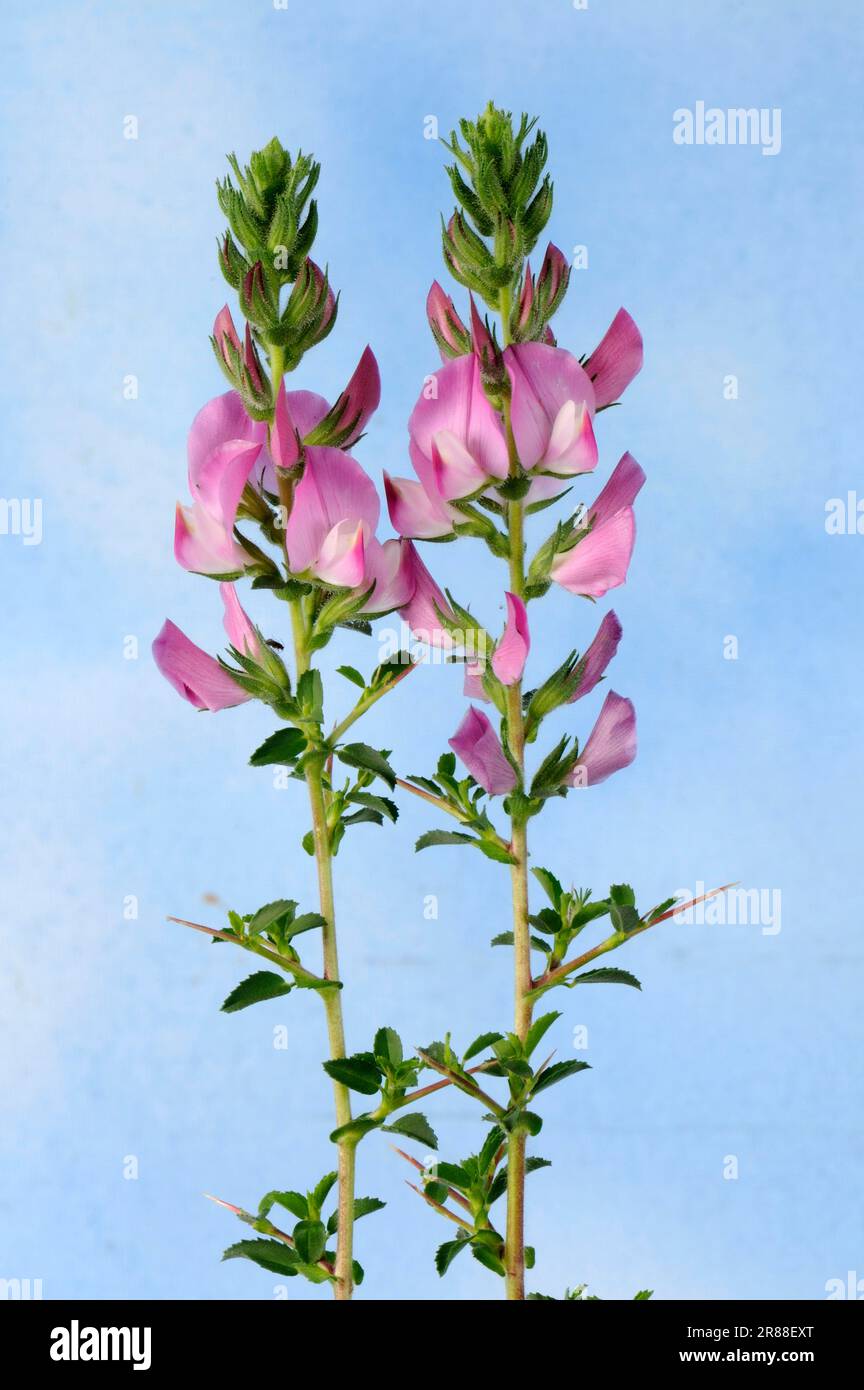 Spiny restharrows (Ononis spinosa Stock Photo - Alamy