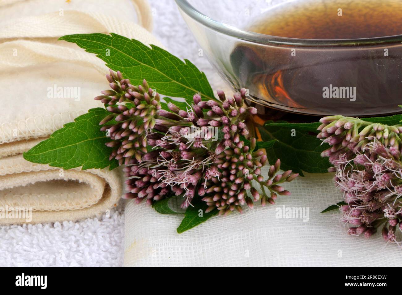 Waterhemp hi-res stock photography and images - Alamy