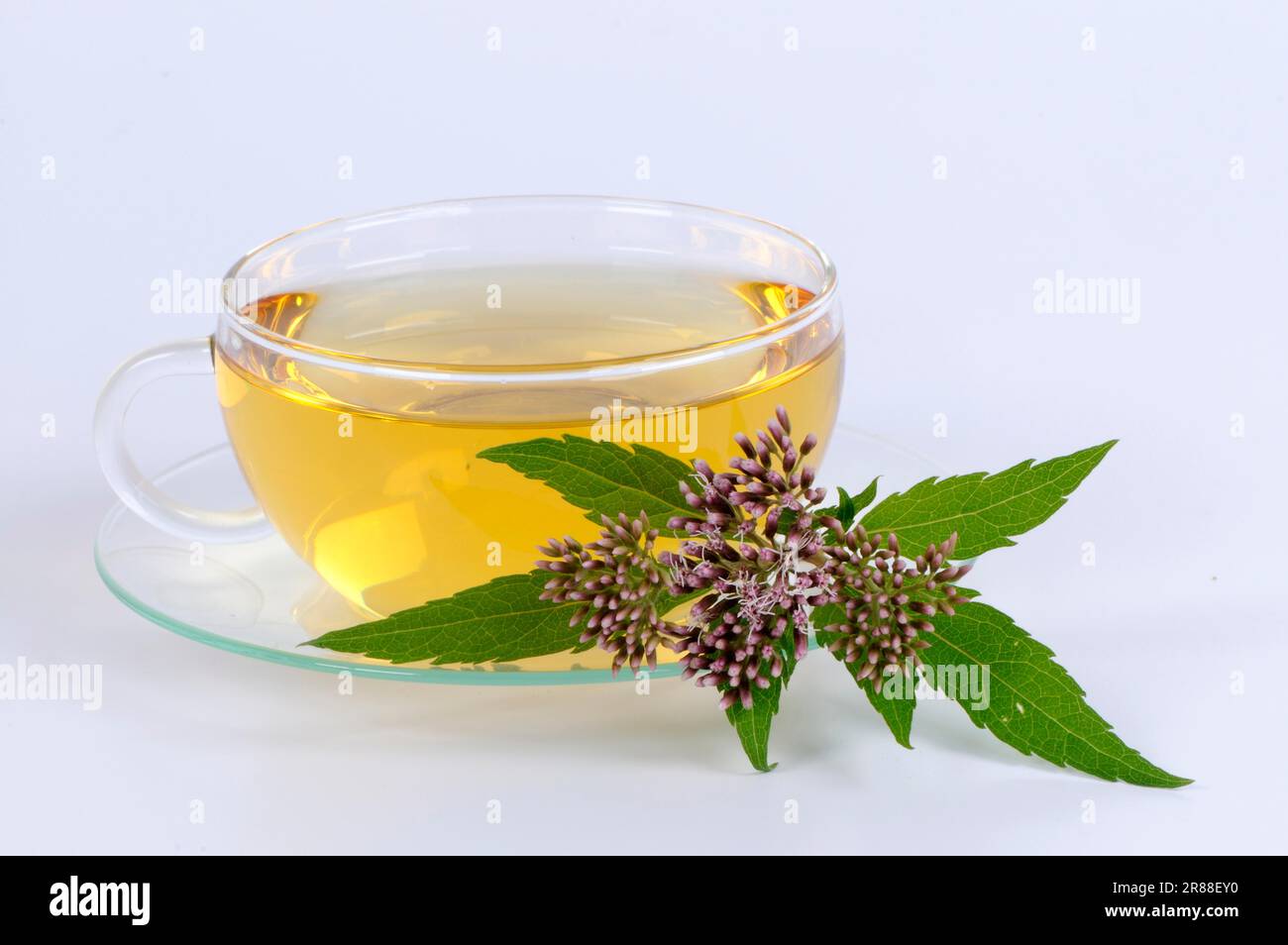 Cup of Water Downey Tea, Common Water Downey (Eupatorium cannabinum ...