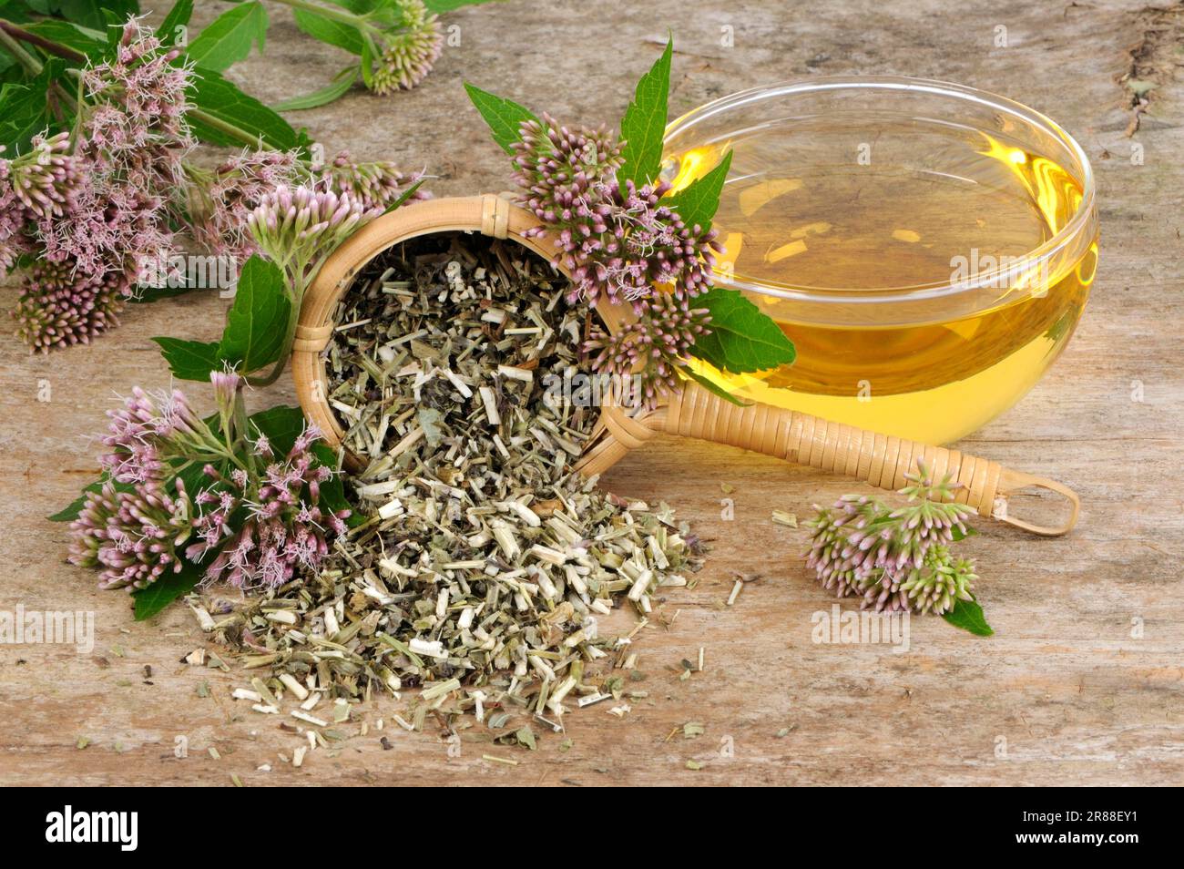 Cup of Water Downey Tea, Common Water Downey (Eupatorium cannabinum ...