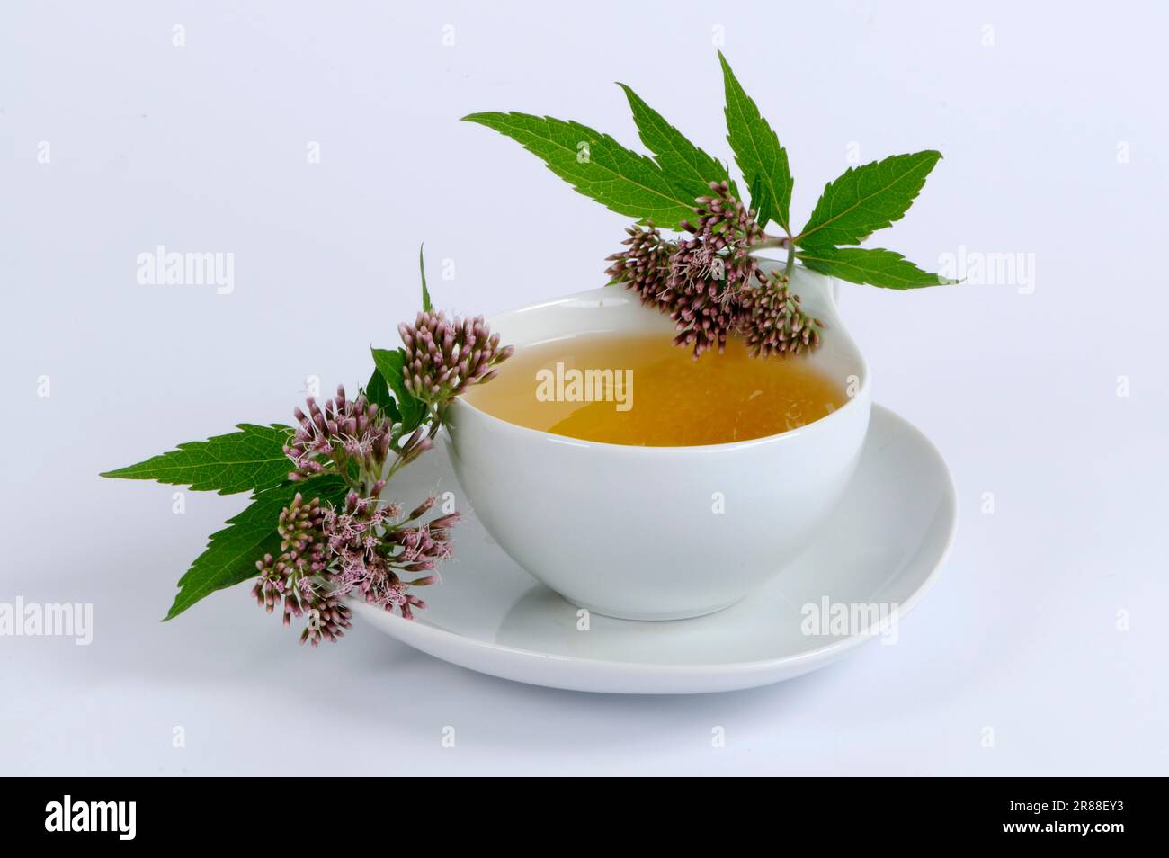 Cup of Water Downey Tea, Common Water Downey (Eupatorium cannabinum ...