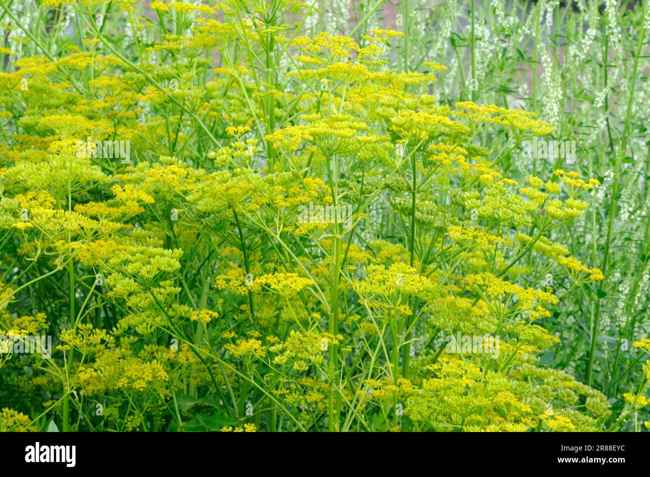 Parsnip plant garden hi-res stock photography and images - Alamy