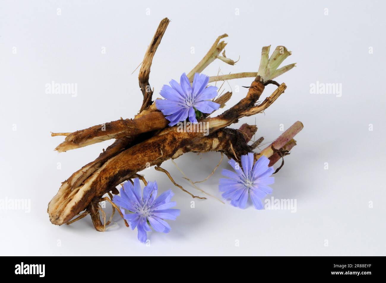 Common chicory, root, chicory root (Cichorium intybus) Common chicory root Stock Photo - Alamy