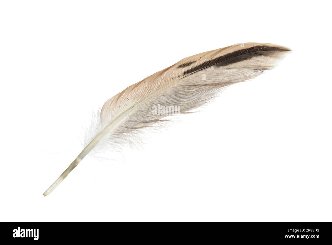 Beautiful grey bird feather isolated on white Stock Photo - Alamy