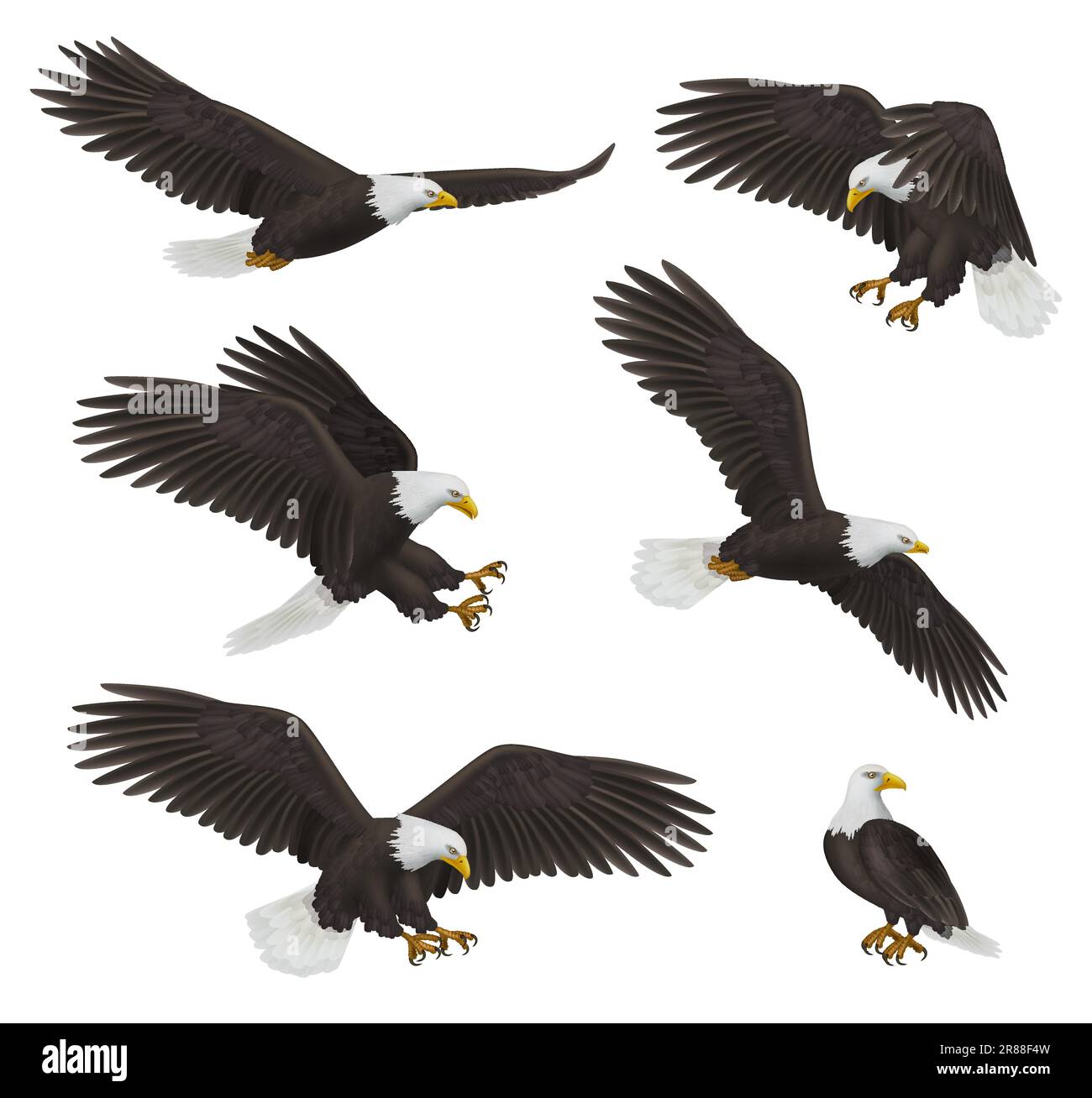 Eagles. Prey birds freedom symbols decent vector realistic flying ...