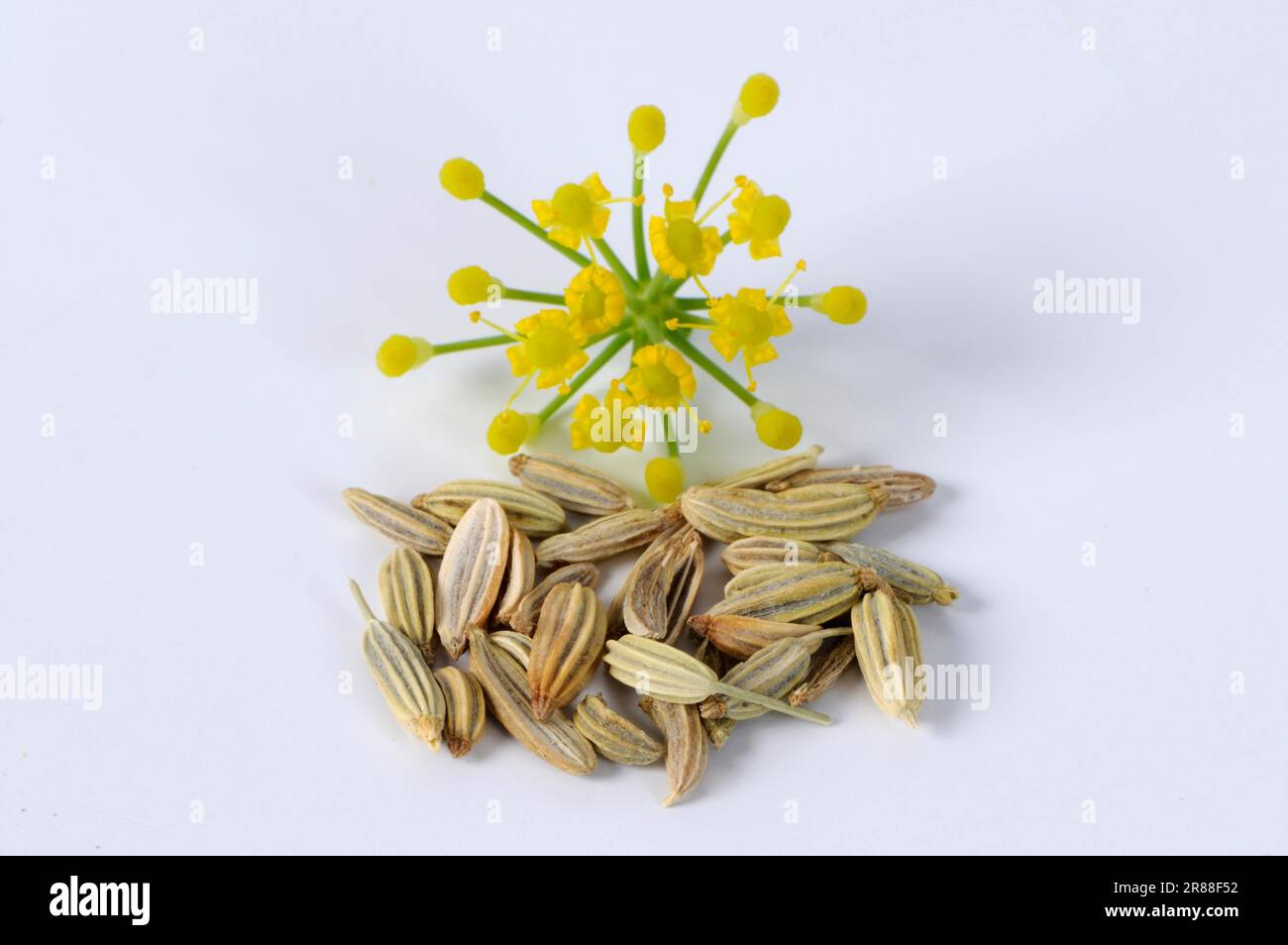 Common fennel (Foeniculum vulgare), Wild fennel Stock Photo - Alamy