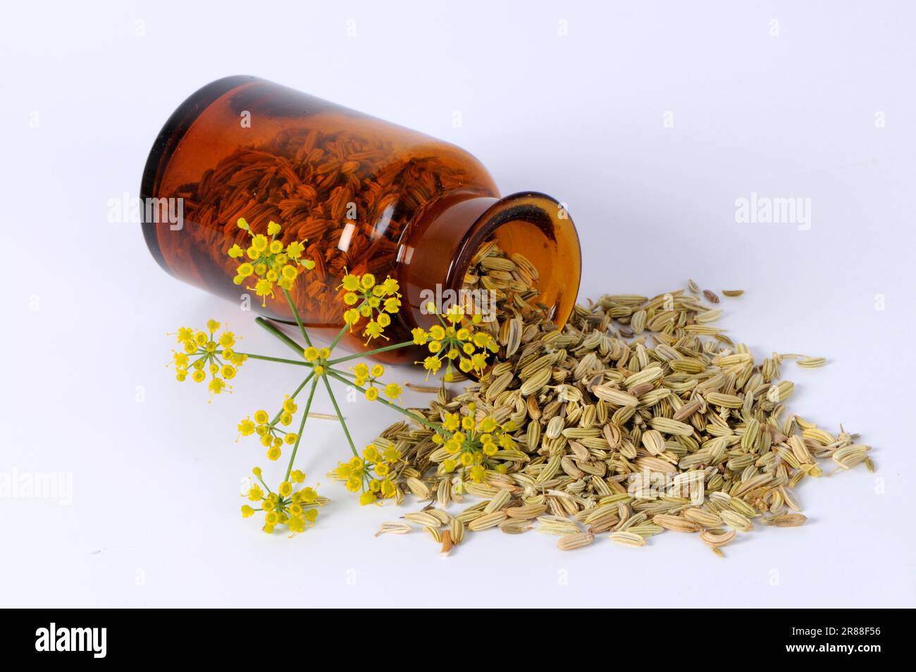 Common fennel (Foeniculum vulgare), seed, fennel seed Stock Photo - Alamy