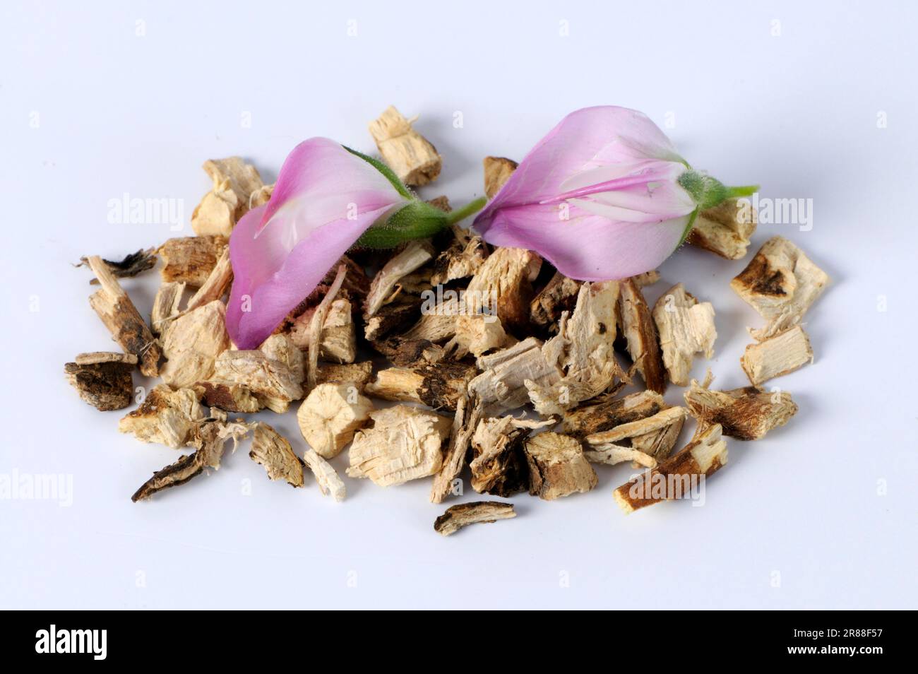 Spiny restharrows (Ononis spinosa), dried, free-standing, object Stock ...