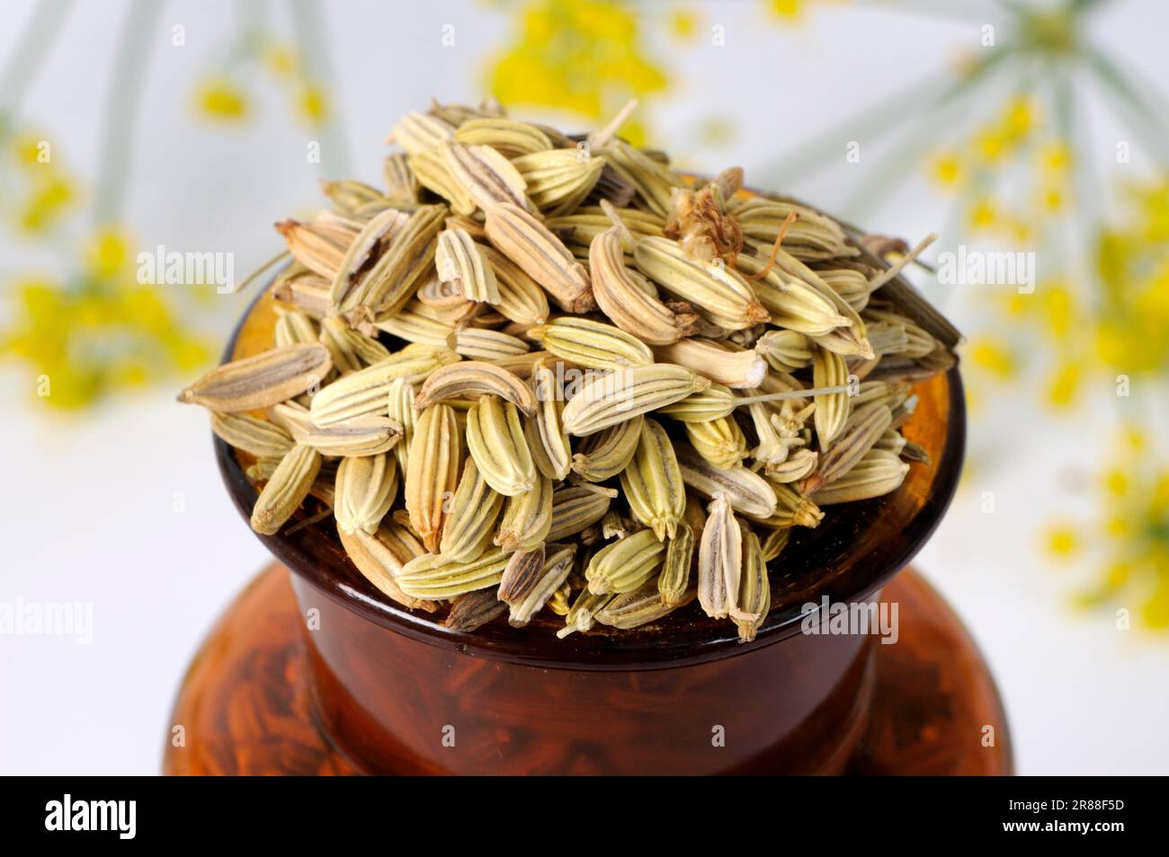 Common fennel (Foeniculum vulgare), seed, fennel seed Stock Photo - Alamy