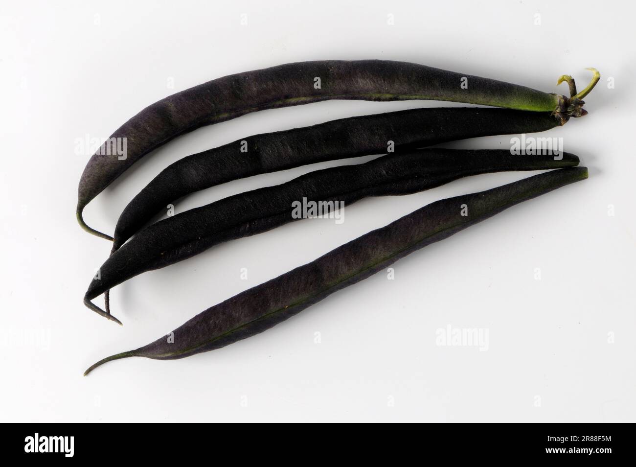 Bush Beans 'Purple Teepee' (Phaseolus vulgaris nanus), Bush Bean, Beans ...