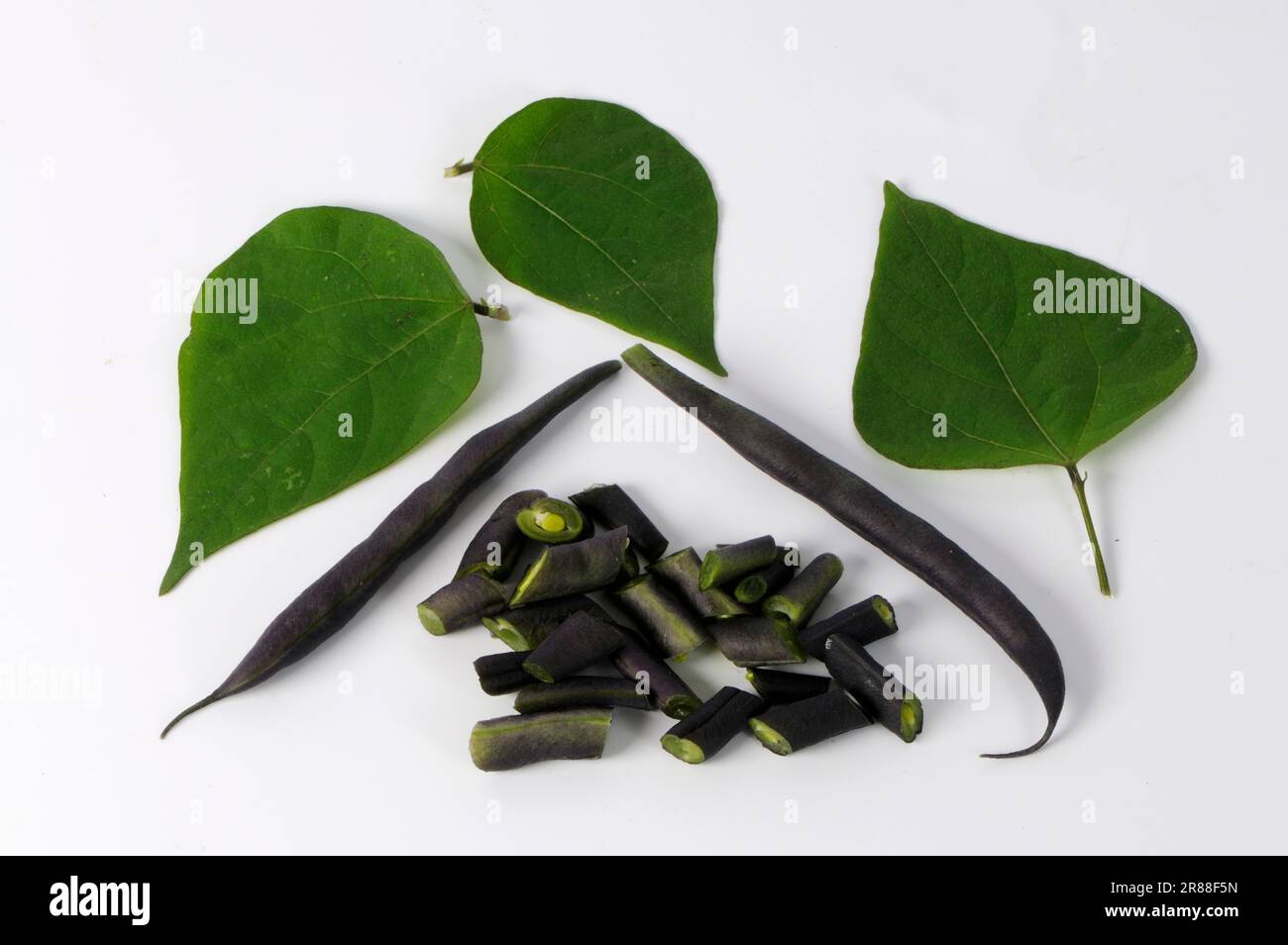 Bush Beans 'Purple Teepee' (Phaseolus vulgaris nanus), Bush Bean, Beans ...