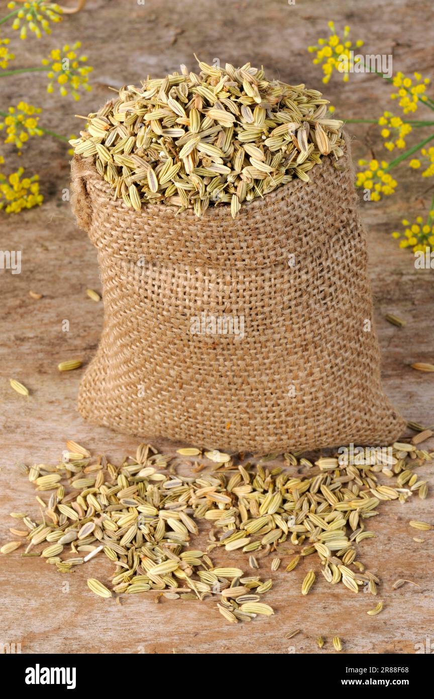 Common fennel (Foeniculum vulgare), seed, fennel seed Stock Photo - Alamy