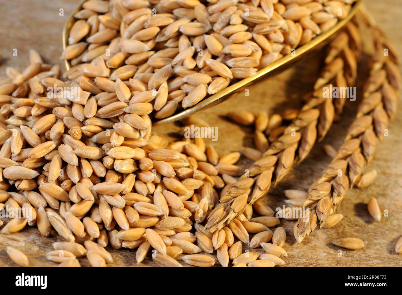 Dinkel wheat hi-res stock photography and images - Alamy