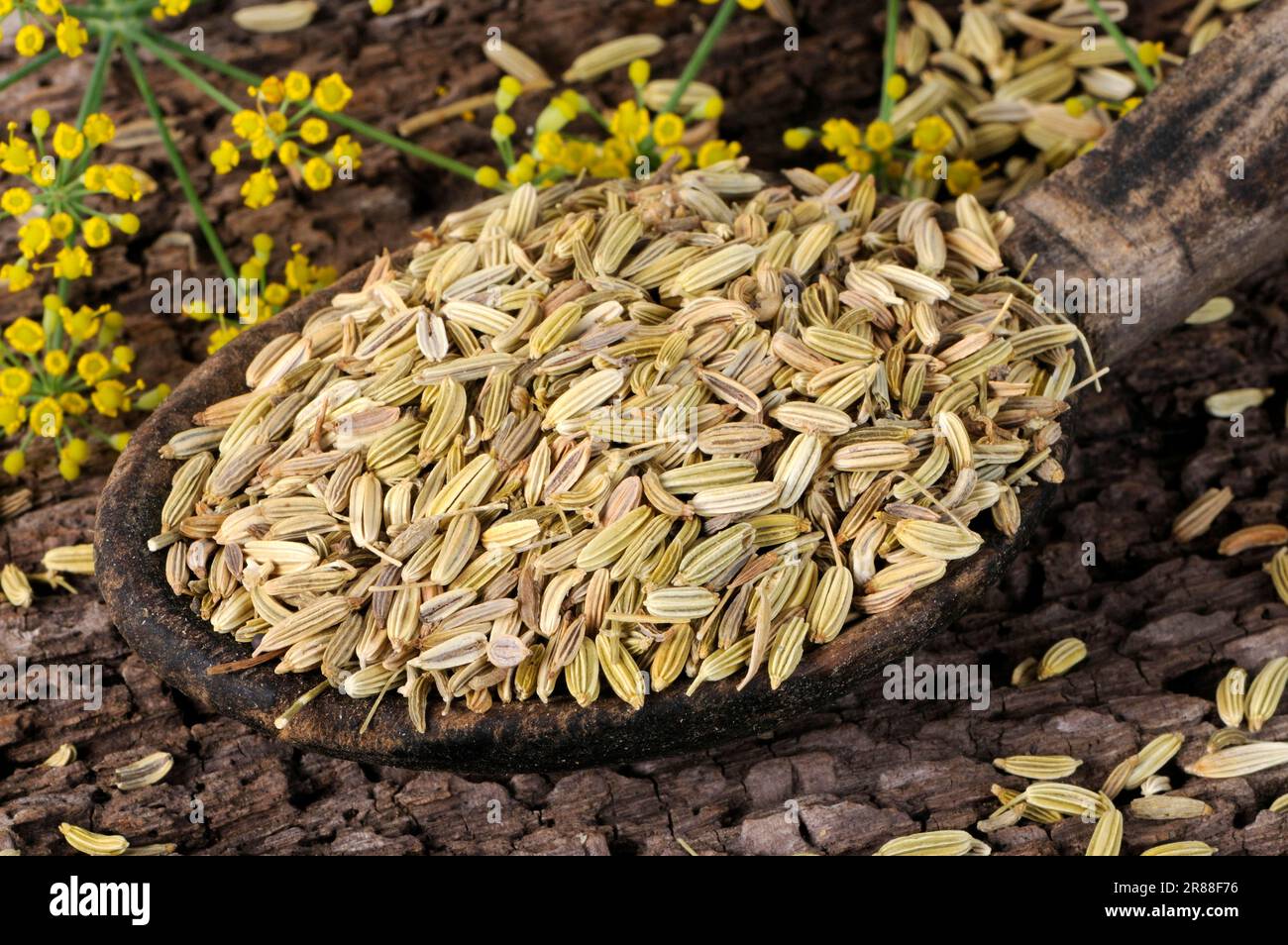 Common fennel (Foeniculum vulgare), seed, fennel seed Stock Photo - Alamy
