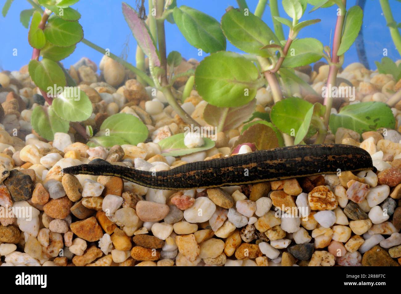 Medicinal leech (Hirudo medicinalis), annelid, annelid worm Stock Photo ...