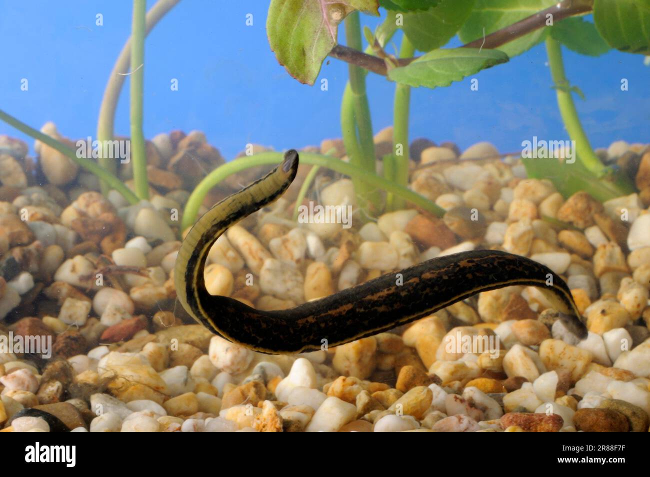 Medicinal leech (Hirudo medicinalis), annelid, annelid worm Stock Photo ...