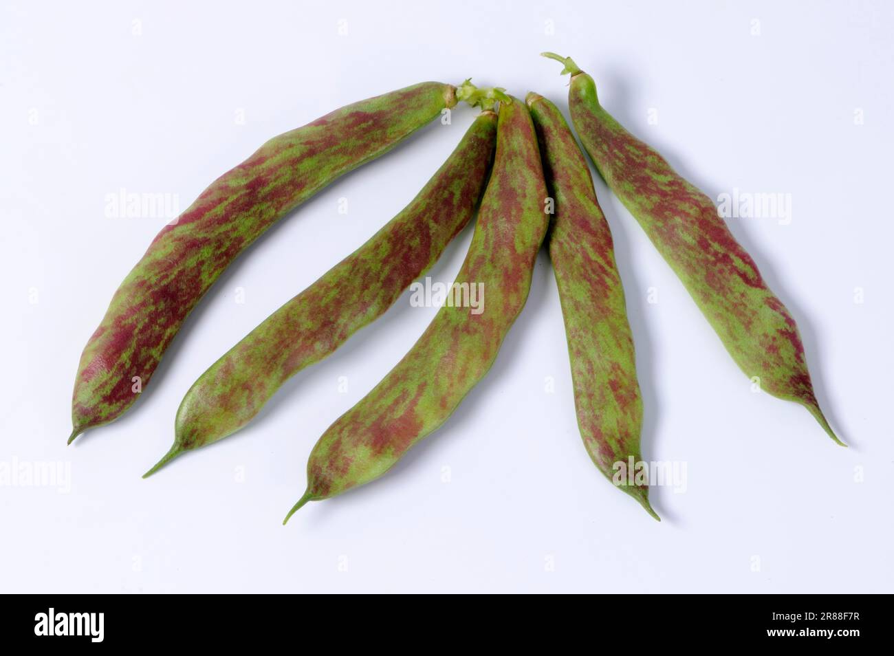 Bush bean 'Borlotto Rosso' (Phaseolus vulgaris nanus), bush bean, beans ...
