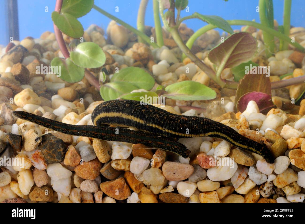 Medicinal leech (Hirudo medicinalis), annelid, annelid worm Stock Photo ...