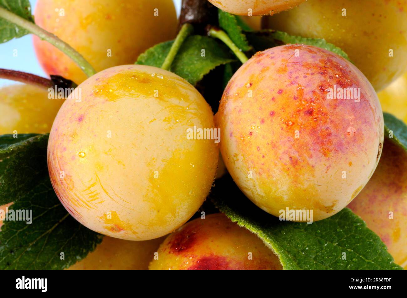 Yellow plums (Prunus domestica var. syriaca Stock Photo - Alamy