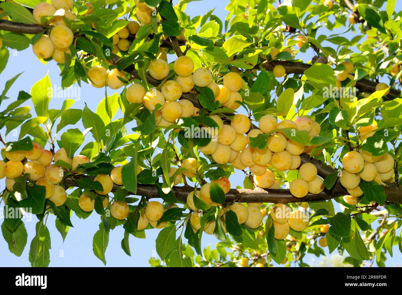Yellow plums (Prunus domestica var. syriaca Stock Photo - Alamy