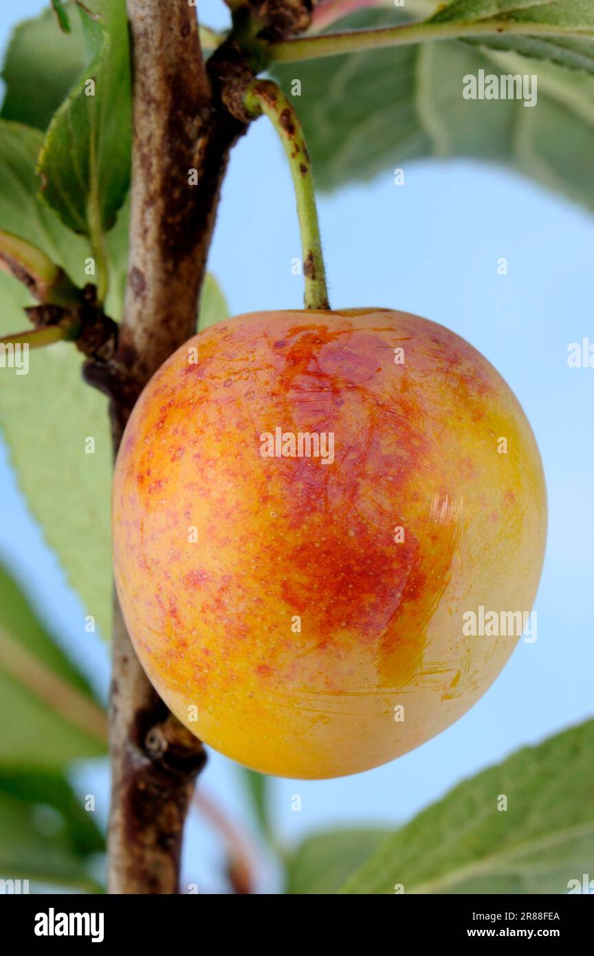 Yellow plum (Prunus domestica var. syriaca Stock Photo - Alamy