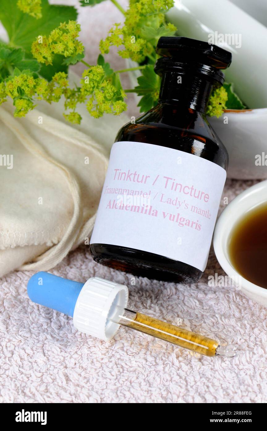 Lady's mantle tincture (Alchemilla vulgaris), pipette Stock Photo - Alamy