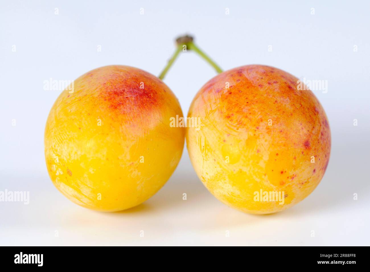 Yellow plums (Prunus domestica var. syriaca Stock Photo - Alamy