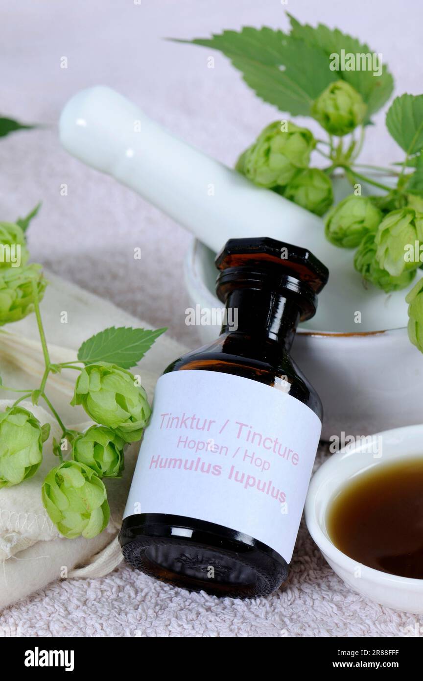 Hop tincture (Hedera helix Stock Photo - Alamy