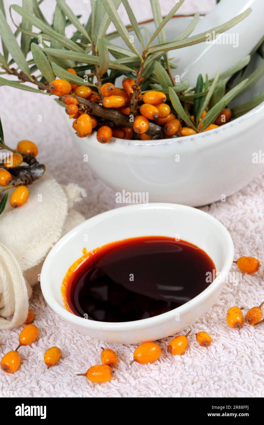 Common sea buckthorn (Hippophae rhamnoides), sea buckthorn oil Stock ...