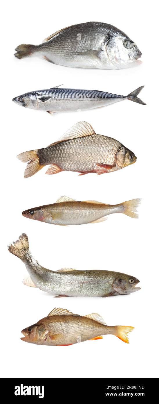 Collage with different types of raw fish on white background Stock ...