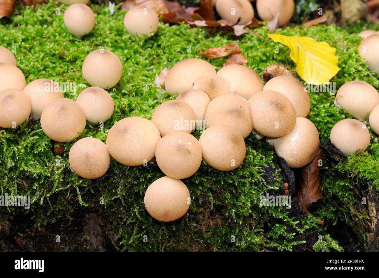 Pear-shaped puffball (Lycoperdon pyriforme), pear staghorn, pear bovist ...