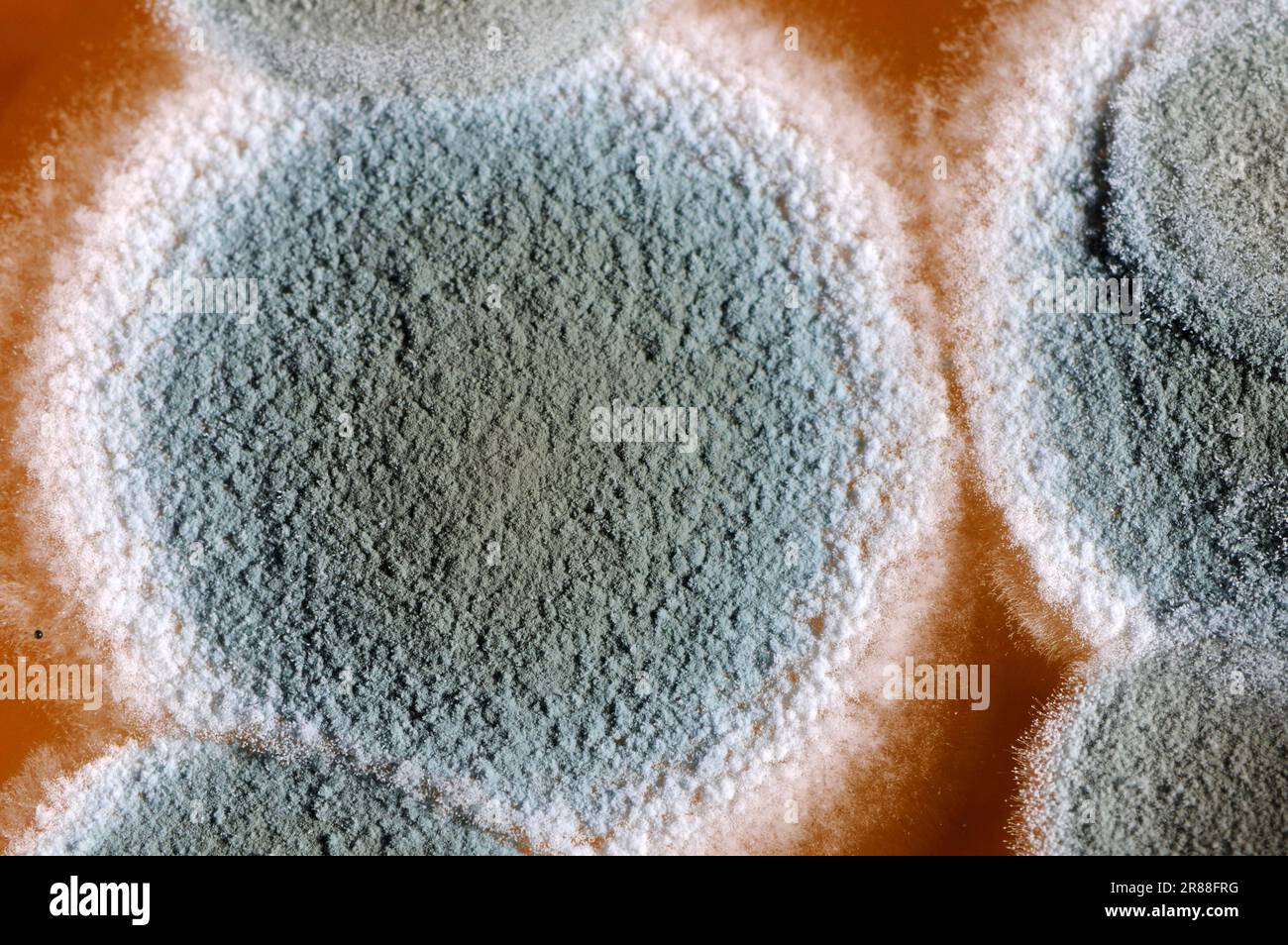 Mold cultures grow on substrate, mold culture, mold Stock Photo - Alamy