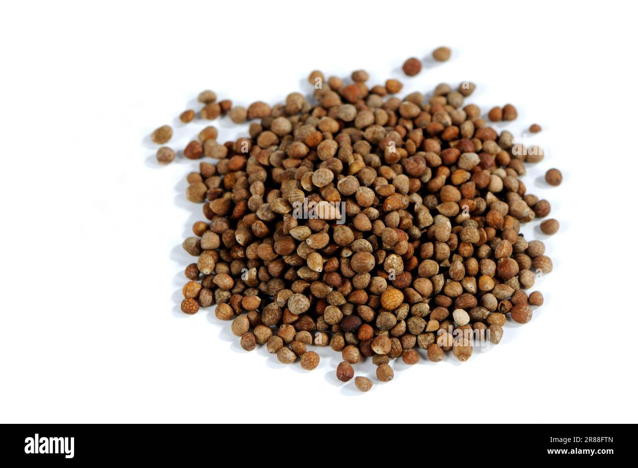 Black nettle fruit (Perillae Fructus), Zi Su Zi, freehand, object Stock ...