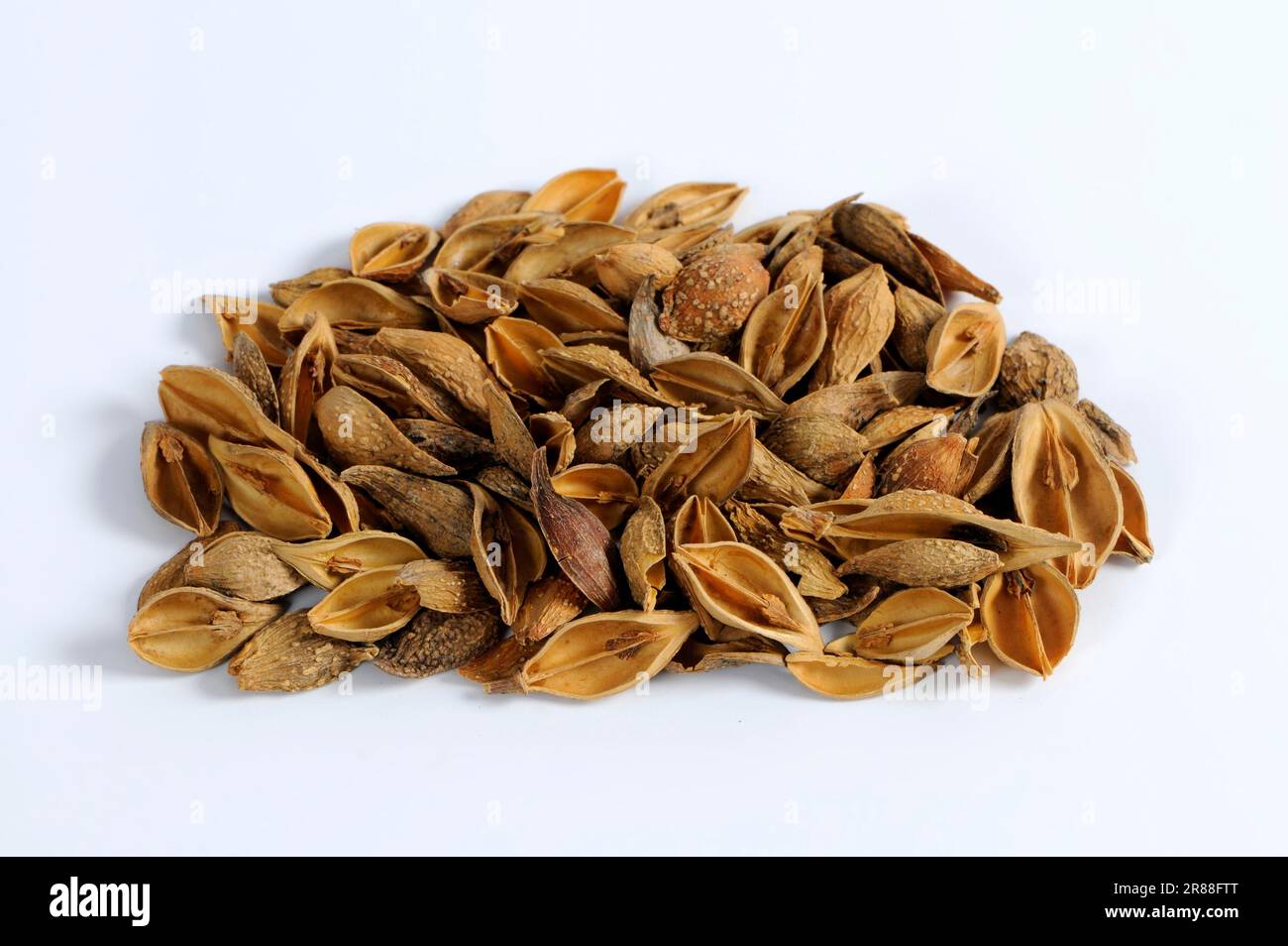 Forsythiae Fructus (Forsythia suspensa), Lian Qiao Stock Photo - Alamy