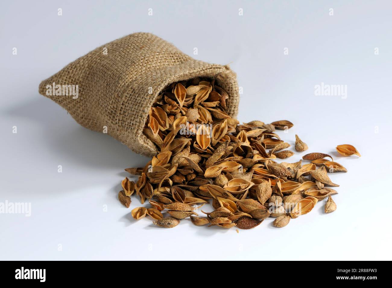 Forsythiae Fructus (Forsythia suspensa), Forsythia fruits, Forsythia ...