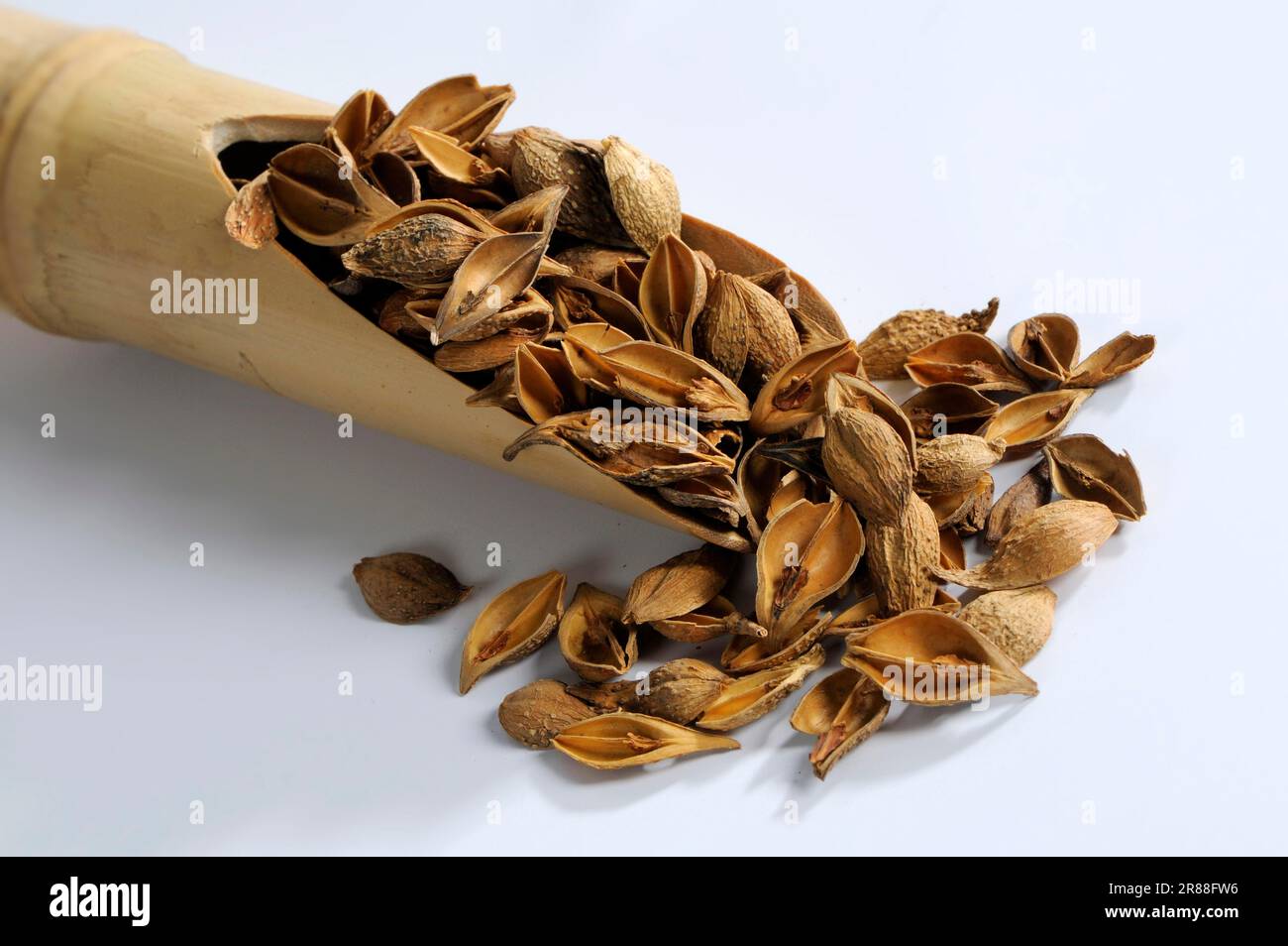 Forsythiae Fructus (Forsythia suspensa), Lian Qiao Stock Photo - Alamy